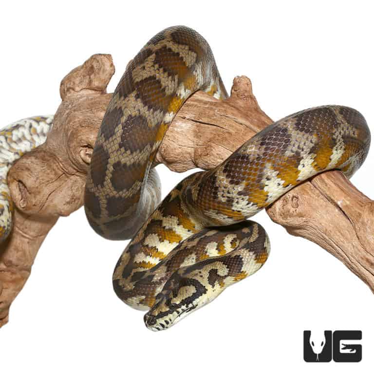 Adult Irian Jaya Carpet Pythons For Sale - Underground Reptiles