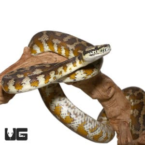Adult Irian Jaya Carpet Pythons For Sale - Underground Reptiles