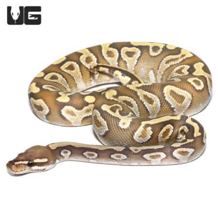 2020 Male Mojave Yellow Belly OG Ball Pythons For Sale - Underground ...