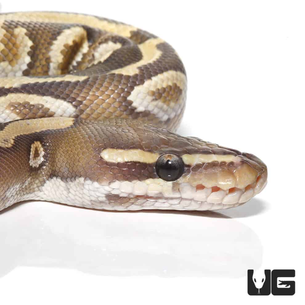 2020 Male Mojave Yellow Belly OG Ball Pythons For Sale - Underground ...