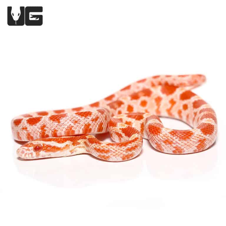 Baby Albino Het Palmetto Cornsnake (Pantherophis guttatus) For Snakes ... Baby Albino Het Palmetto Cornsnake (Pantherophis guttatus) For Snakes ...