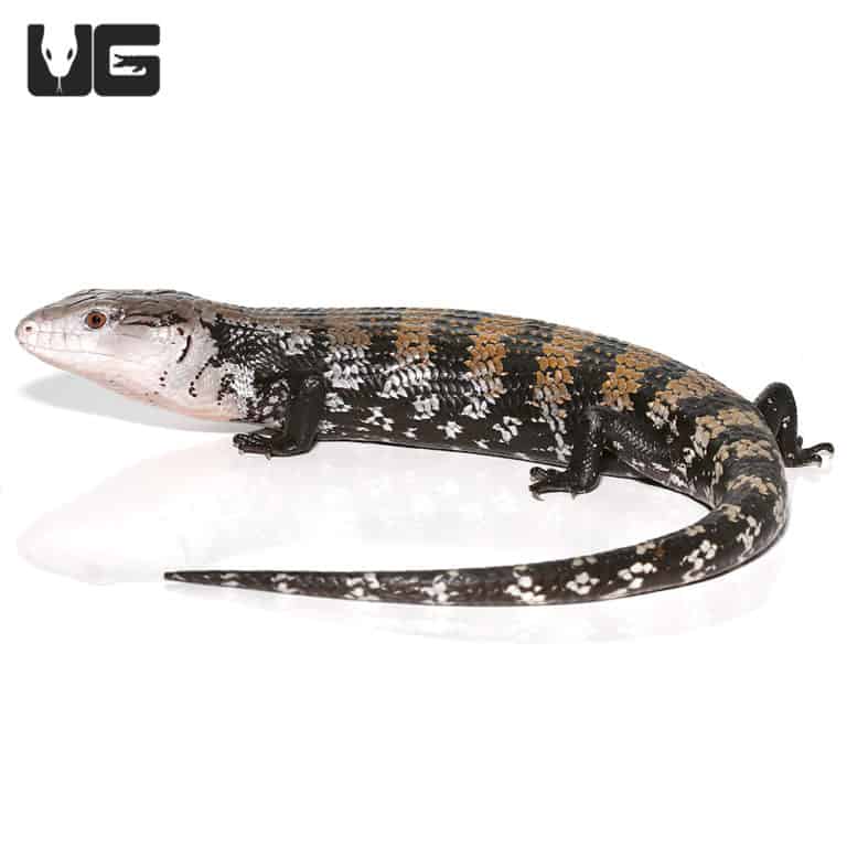 Adult Halmahera Blue Tongue Skink #1(Tiliqua gigas) For Sale ...