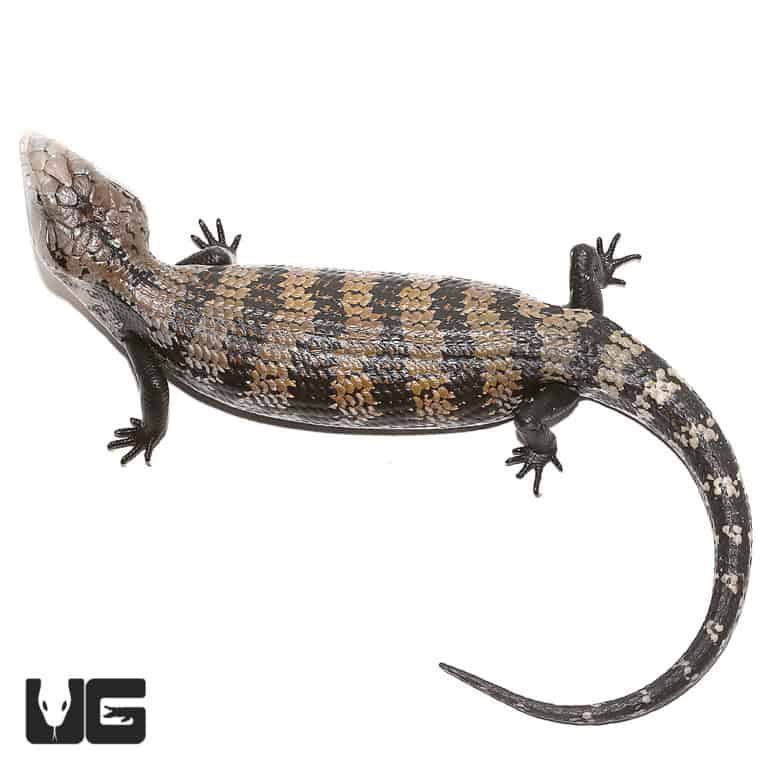 Adult Halmahera Blue Tongue Skink #1(Tiliqua gigas) For Sale ...