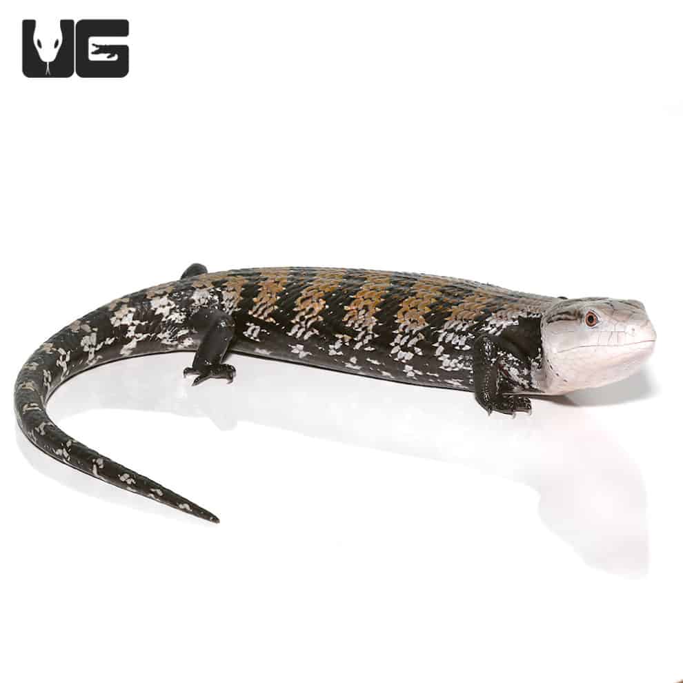 Adult Halmahera Blue Tongue Skink #1(Tiliqua gigas) For Sale ...