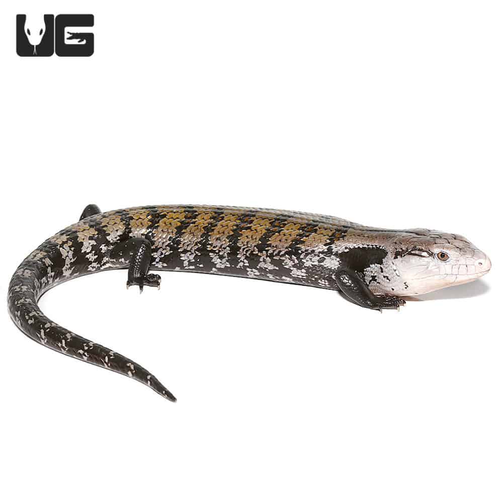 Adult Halmahera Blue Tongue Skink #2 (Tiliqua gigas) For Sale ...