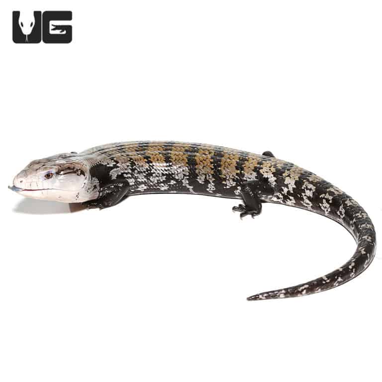 Adult Halmahera Blue Tongue Skink #2 (Tiliqua gigas) For Sale ...
