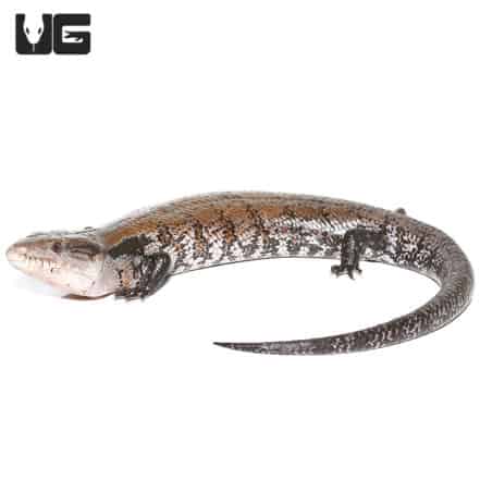 Adult Halmahera Blue Tongue Skink #3 (Tiliqua gigas) For Sale ...