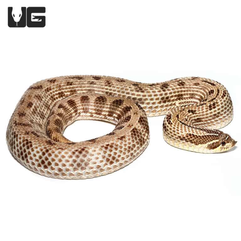Adult Male Albino Anaconda Western Hognose Snake - Underground Reptiles