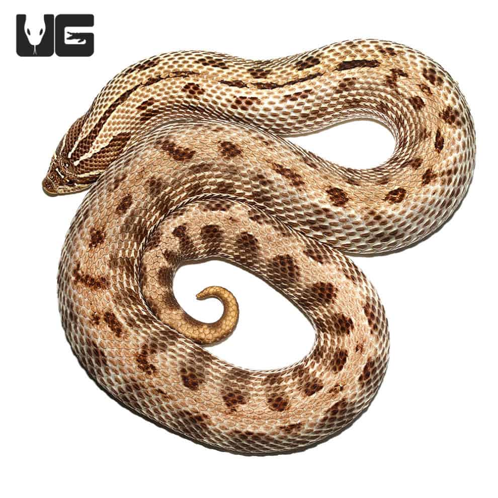 Adult Male Albino Anaconda Western Hognose Snake - Underground Reptiles