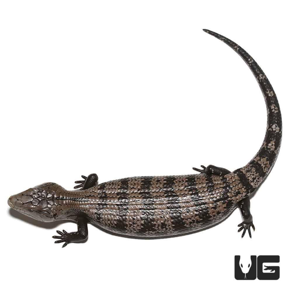 Adult Halmahera Blue Tongue Skink #1(Tiliqua gigas) For Sale ...