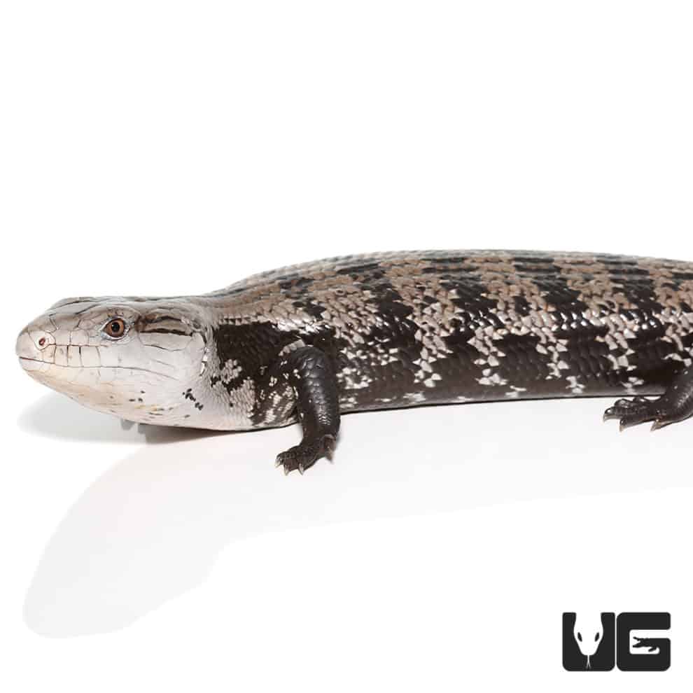 Adult Halmahera Blue Tongue Skink #1(Tiliqua gigas) For Sale ...