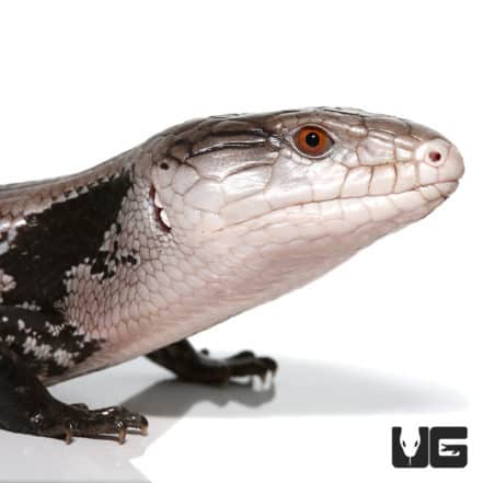 Adult Halmahera Blue Tongue Skink #2(Tiliqua gigas) For Sale ...