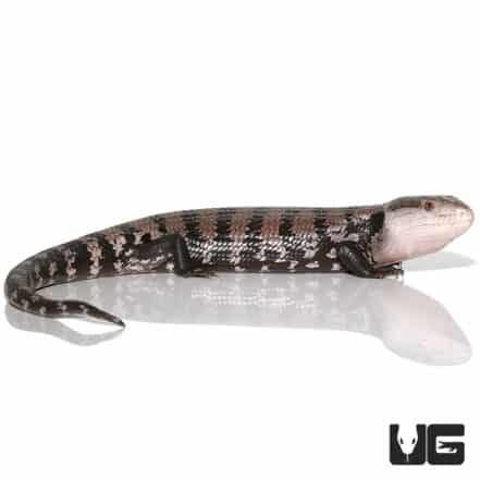 Adult Halmahera Blue Tongue Skink #2(Tiliqua gigas) For Sale ...