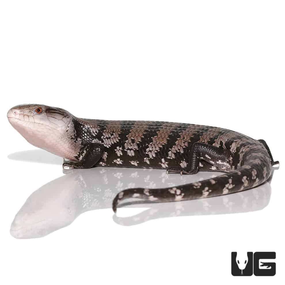 Adult Halmahera Blue Tongue Skink #2(Tiliqua gigas) For Sale ...