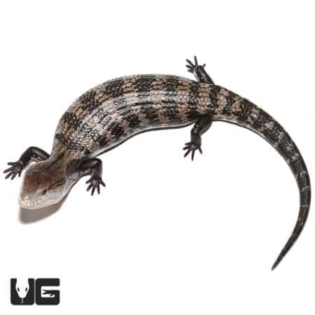 Adult Halmahera Blue Tongue Skink #3 (Tiliqua gigas) For Sale ...