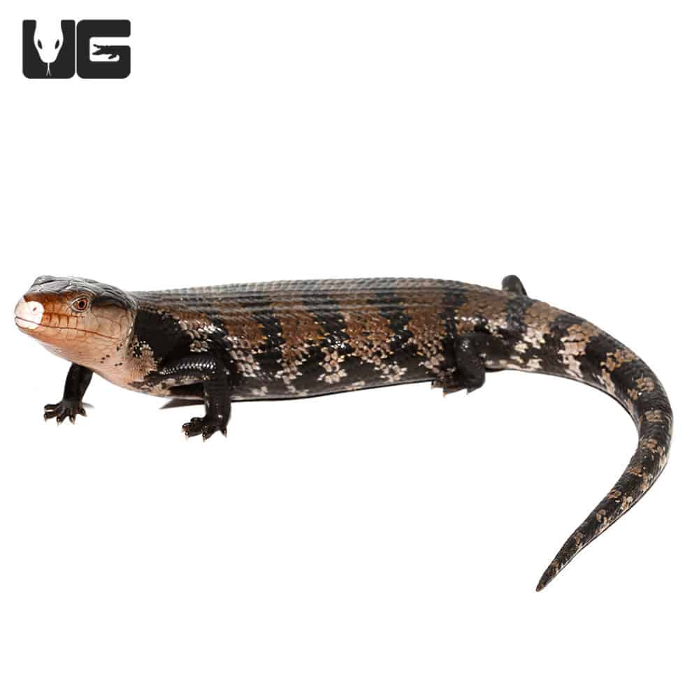 Adult Halmahera Blue Tongue Skink - Underground Reptiles