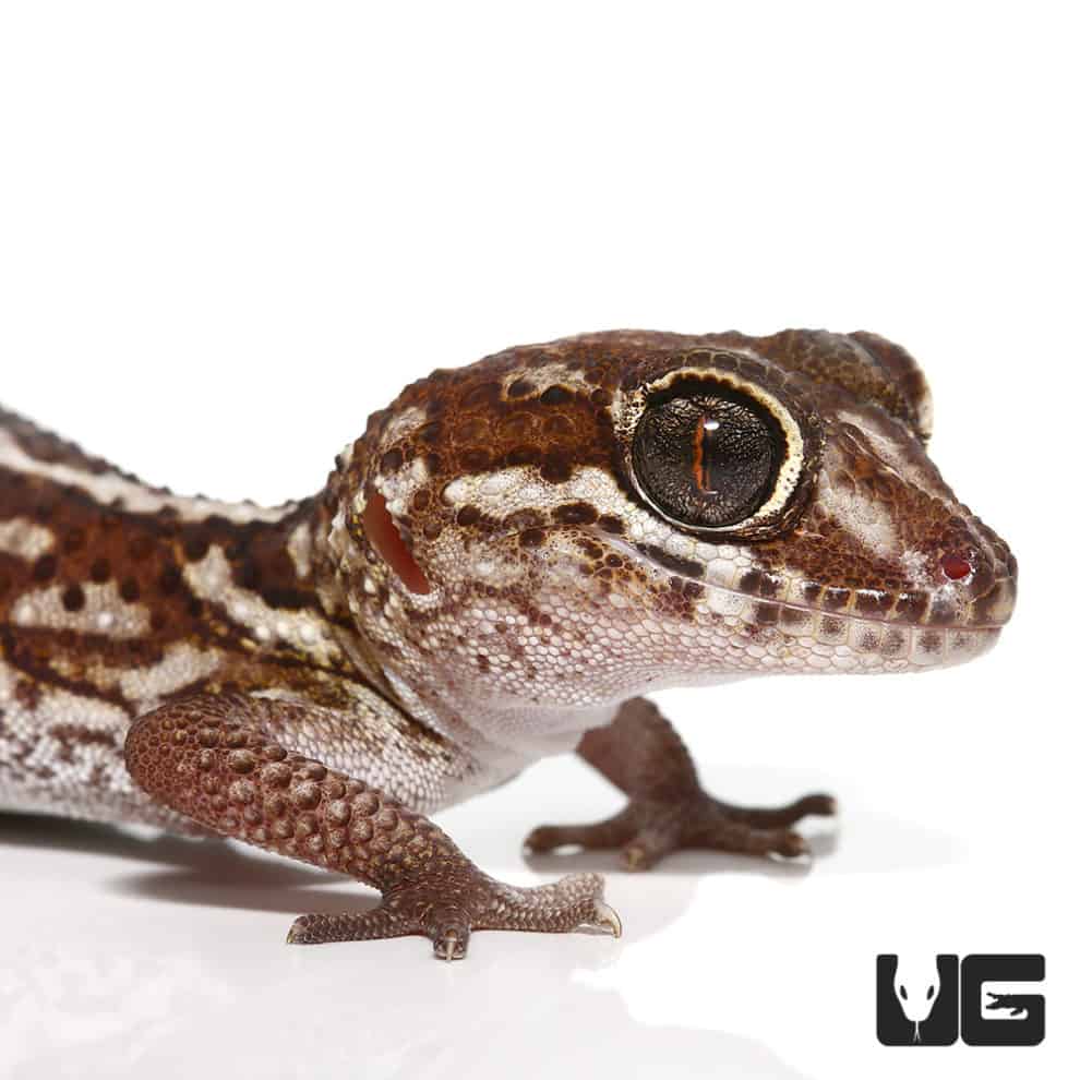 Hatchling Dwarf Caiman For Sale - Underground Reptiles
