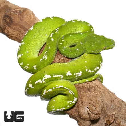 Adult Aru Green Tree Pythons (Morelia viridis) For Sale - Underground ...