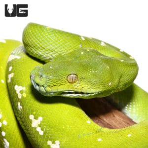 Adult Aru Green Tree Pythons (Morelia viridis) For Sale - Underground ...