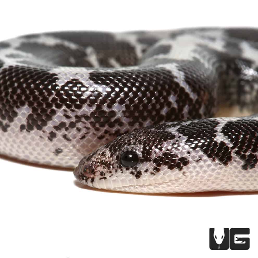 Baby Anery Kenyan Sand Boas For Sale - Underground Reptiles