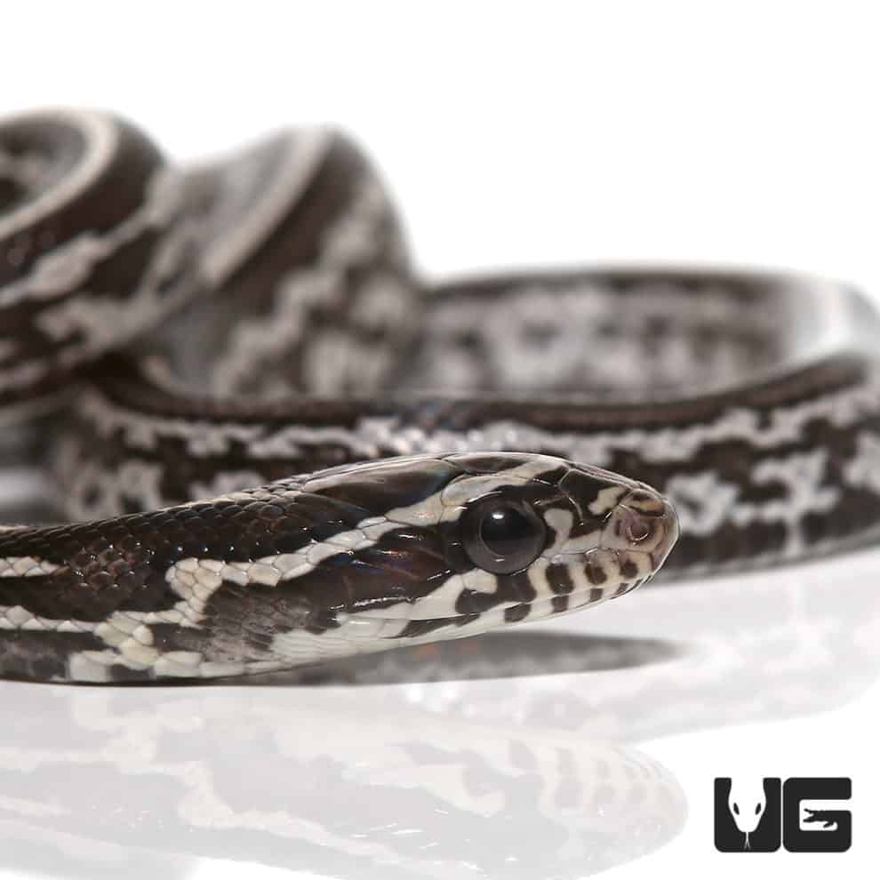 Baby Anery Tessera Cornsnakes (Pantherophis guttatus) For Sale ...
