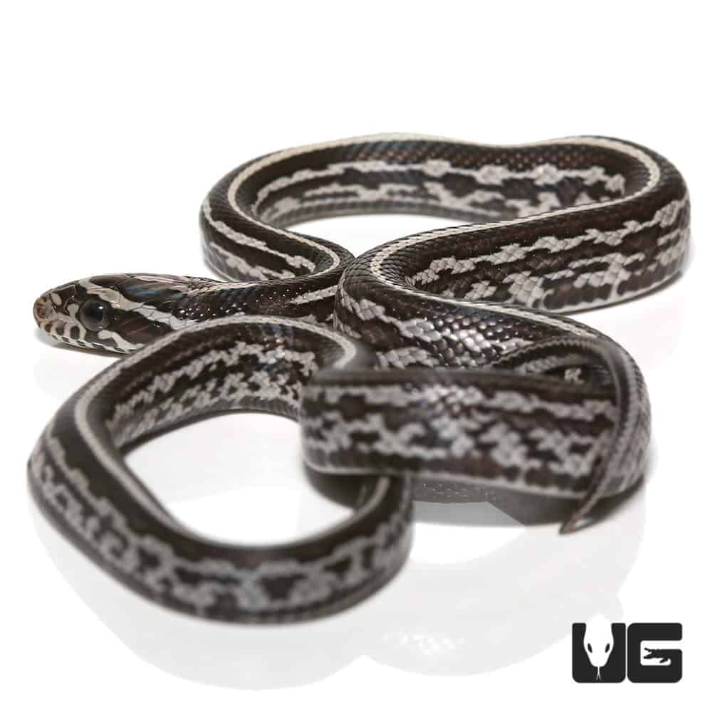 Baby Anery Tessera Cornsnakes (Pantherophis guttatus) For Sale ...
