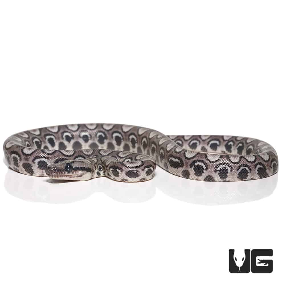 Brazilian Rainbow Boa For Sale - Underground Reptiles