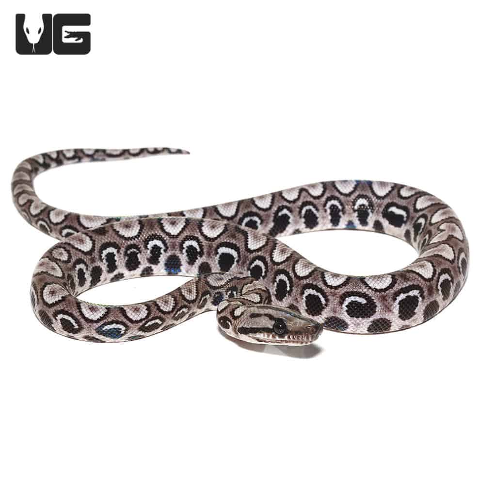 Brazilian Rainbow Boa For Sale - Underground Reptiles