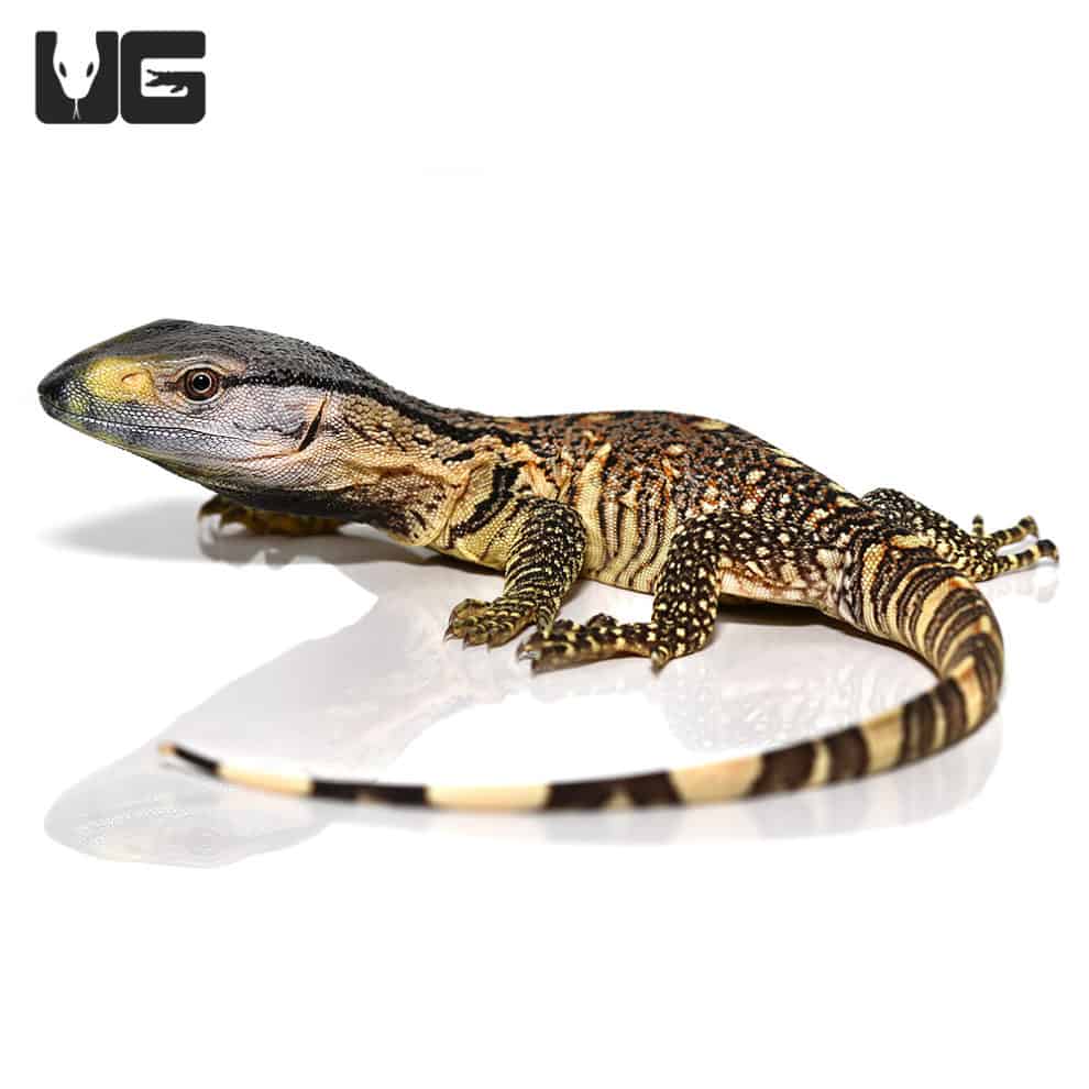 Baby Blackthroat Monitors (Varanus albigularis ionidesi) For Sale ...