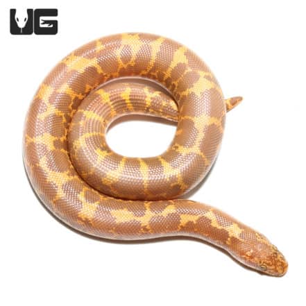 Baby Blonde Albino Kenyan Sand Boas (Eryx colubrinus) For Sale ...