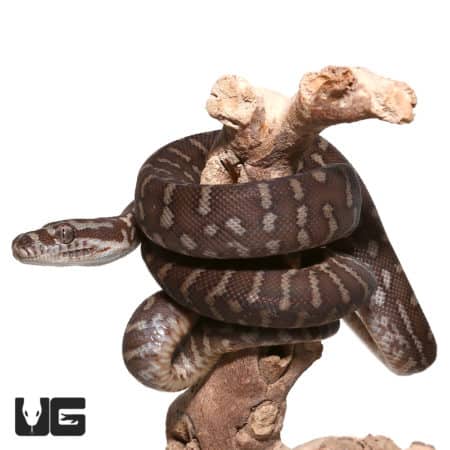 Baby Coastal Carpet Python - Underground Reptiles