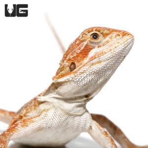Lizards For Sale - Underground Reptiles