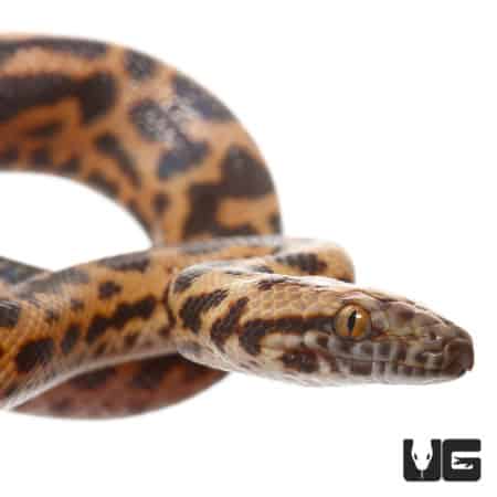 Baby Coastal Carpet Python - Underground Reptiles