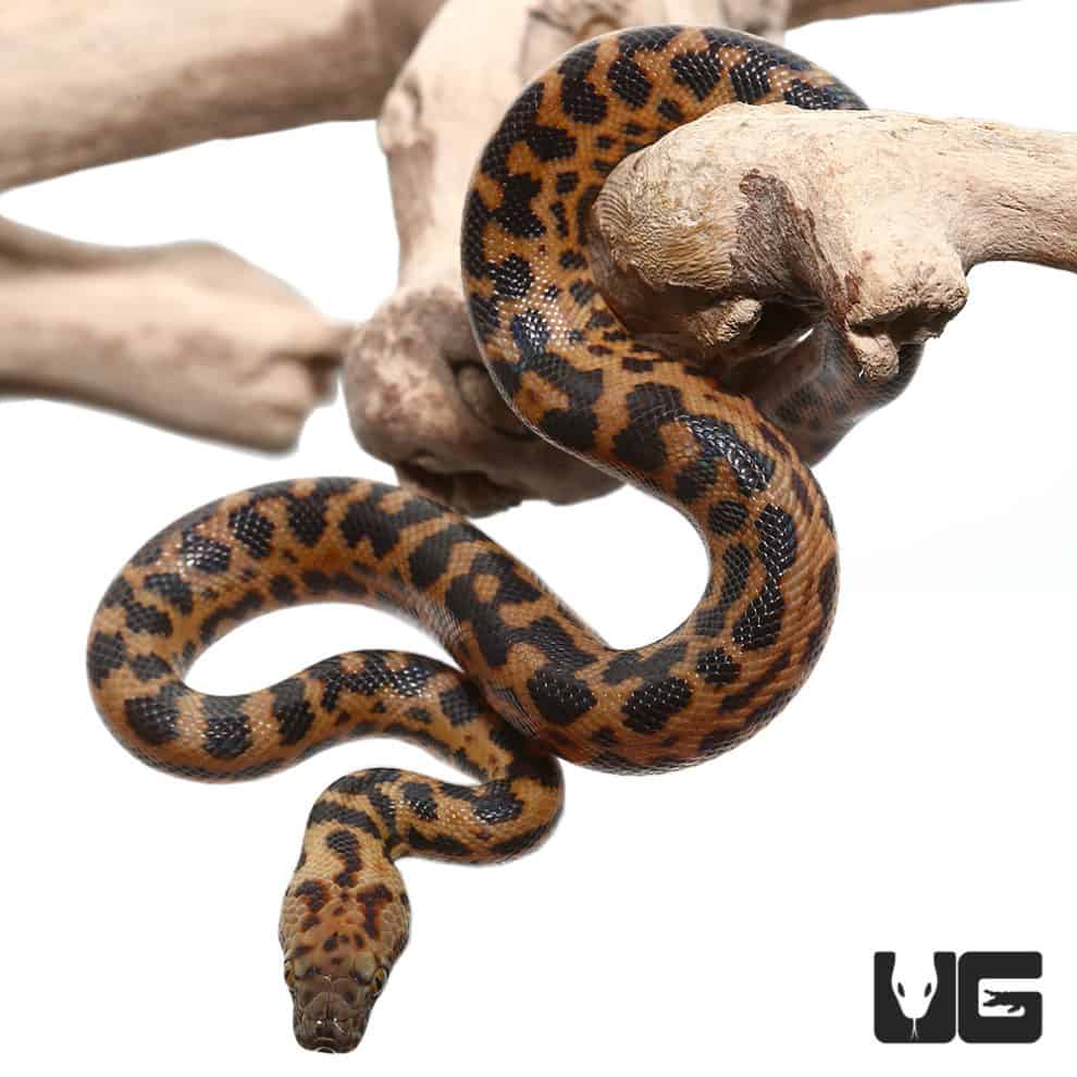 Carpet Pythons For Sale - Underground Reptiles