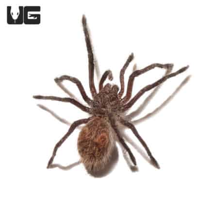 Tarantulas & Spiders For Sale - Page 9 of 28 - Underground Reptiles