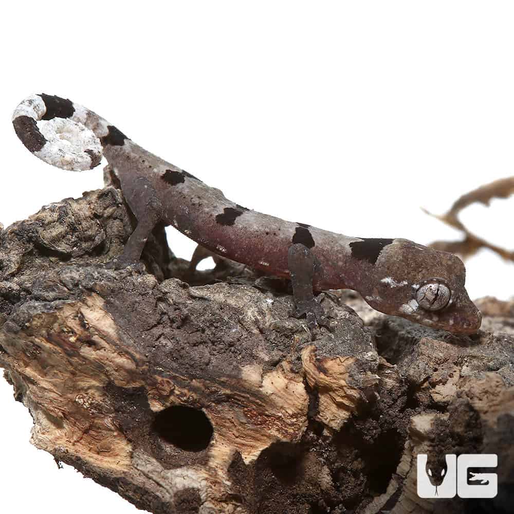 Malayan Spiny Tailed Geckos (Cyrtodactylus elok) For Sale - Underground ...