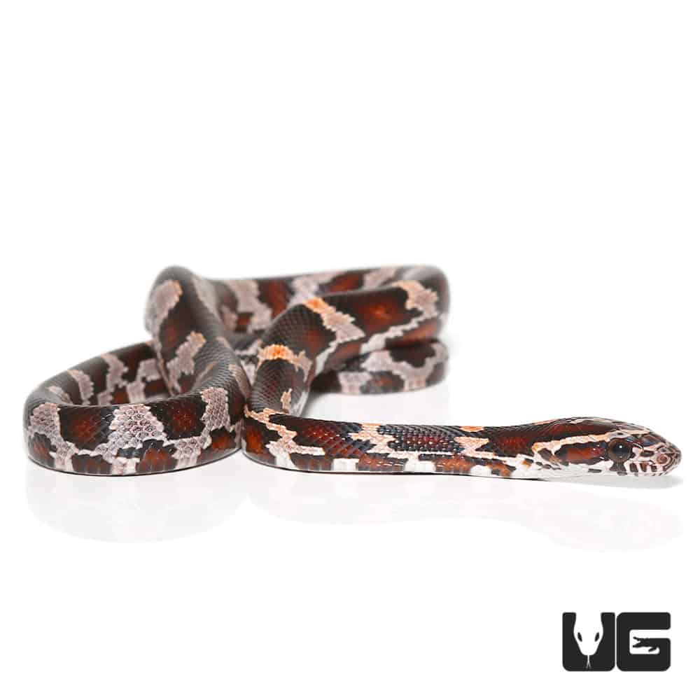 Baby Miami Cornsnakes (Pantherophis guttatus) For Sale - Underground ...
