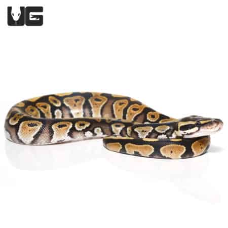 Baby Baby Pastel Mystic Ball Python(Python regius) For Sale ...