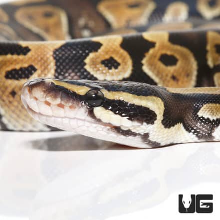 Baby Ball Pythons For Sale - Underground Reptiles