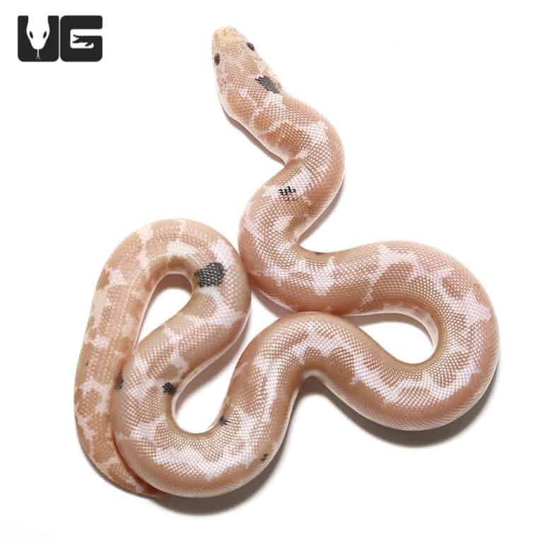 Paradox Snow Kenyan Sand Boa for sale - Underground Reptiles