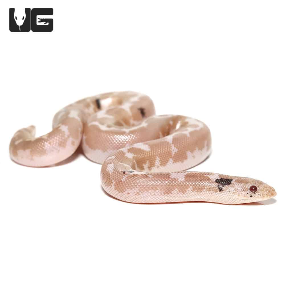 Paradox Snow Kenyan Sand Boa for sale - Underground Reptiles