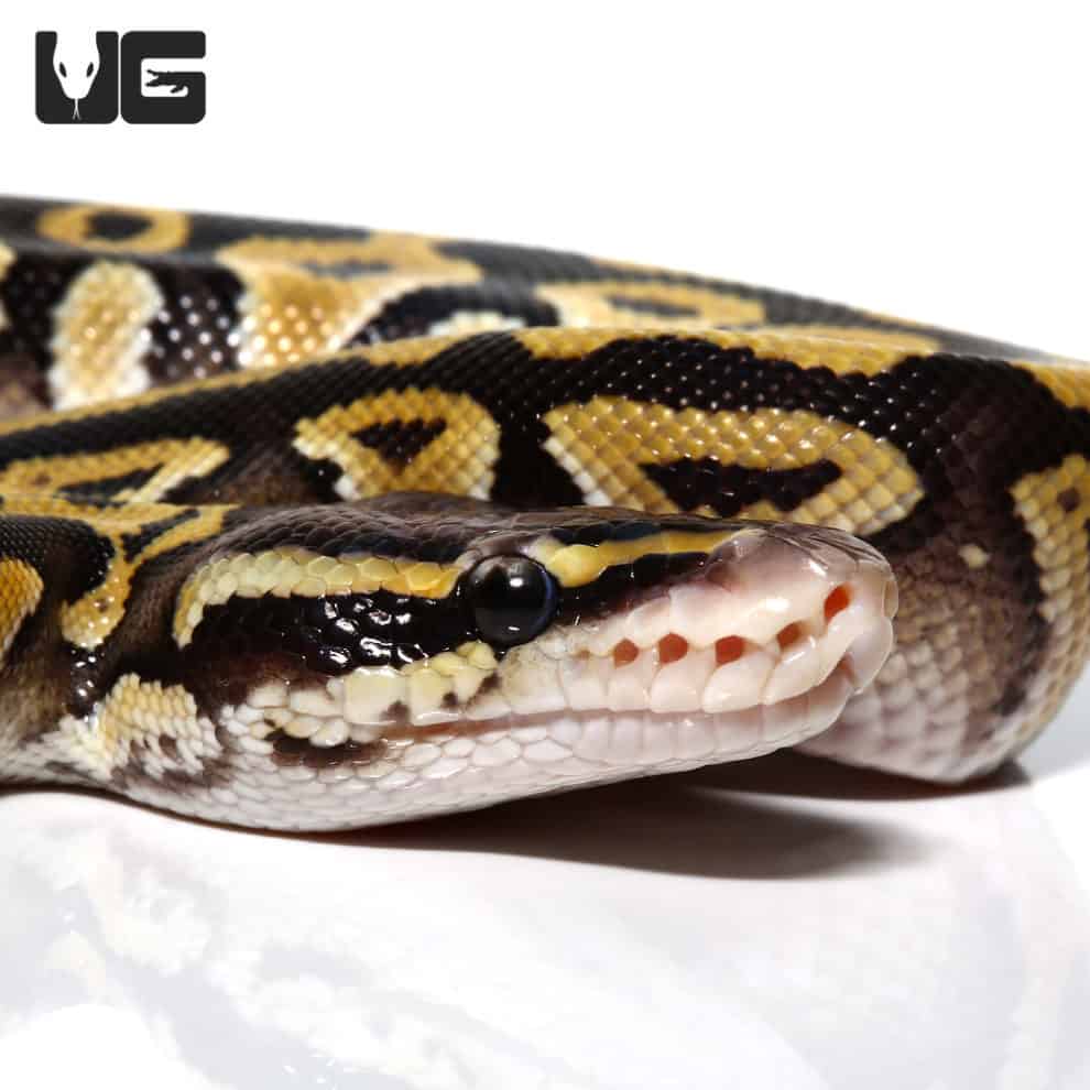 2018 Lavender Albino Spider Ball Python For Sale - Underground Reptiles