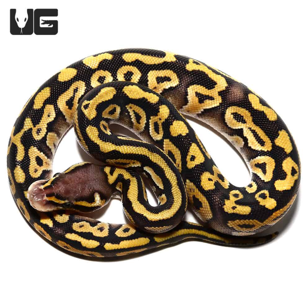 2018 Lavender Albino Spider Ball Python For Sale - Underground Reptiles