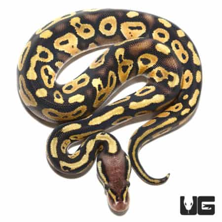 Baby Baby Pastel Mystic Ball Python(Python regius) For Sale ...