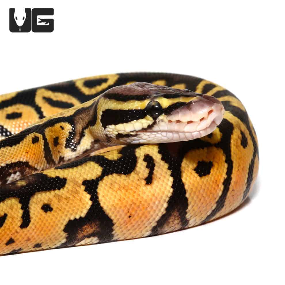 2018 Lavender Albino Spider Ball Python For Sale - Underground Reptiles