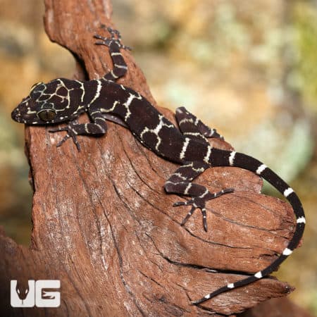 Bintang Geckos For Sale - Underground Reptiles