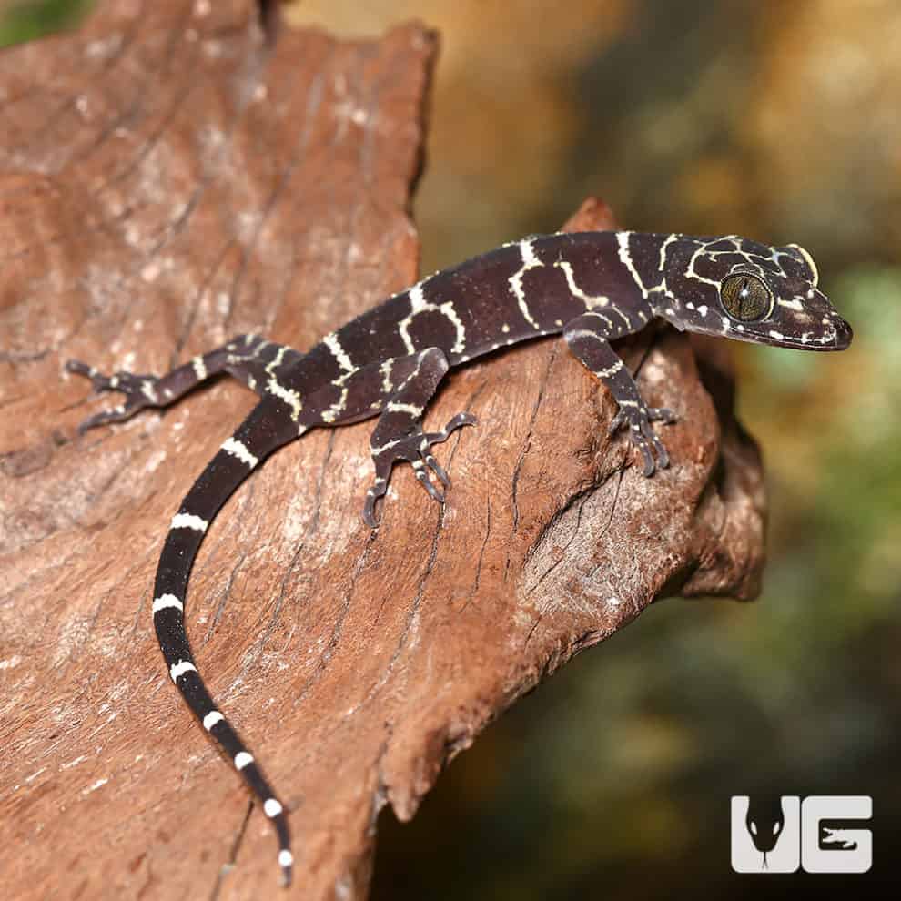 Bintang Geckos For Sale - Underground Reptiles
