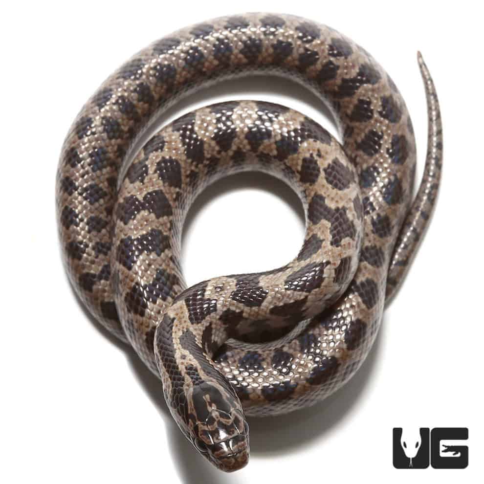 Kingsnakes For Sale - Underground Reptiles