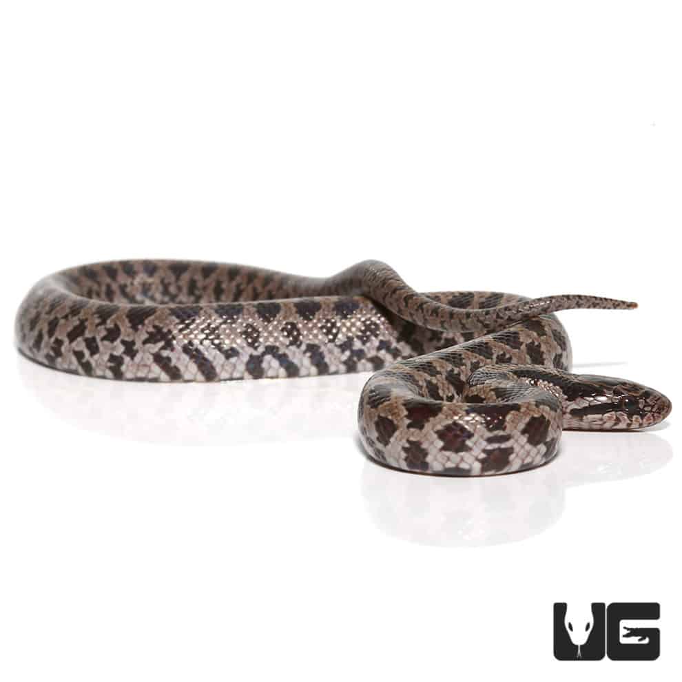 Arizona Mountain Kingsnake For Sale - Underground Reptiles