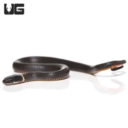 C.B. Baby Ringneck Snakes (Diadophis punctatus) For Sale - Underground ...